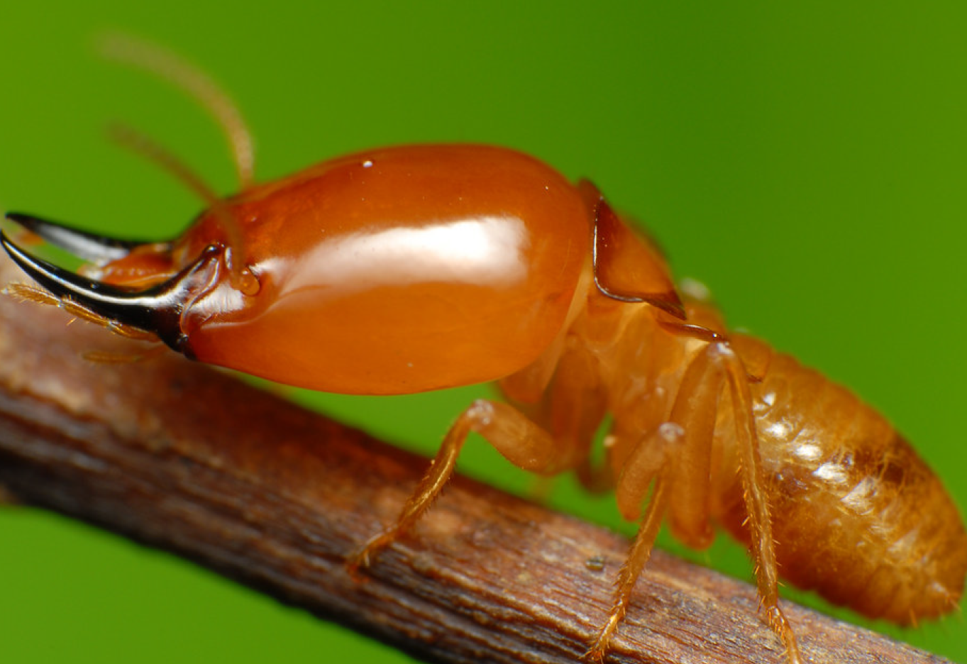 CONTROL DE TERMITAS, MANEJO Y GESTIÓN EN ECUADOR